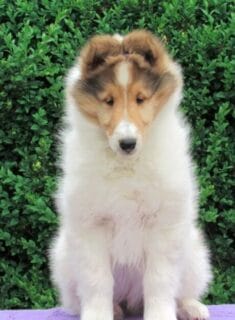 Collie Puppies | Wyndlair Collies