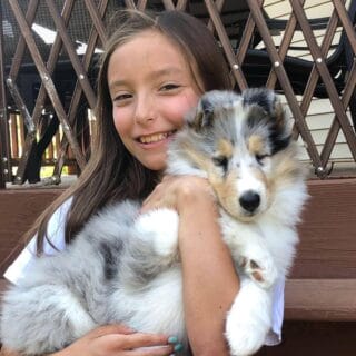 Collie Puppies | Wyndlair Collies