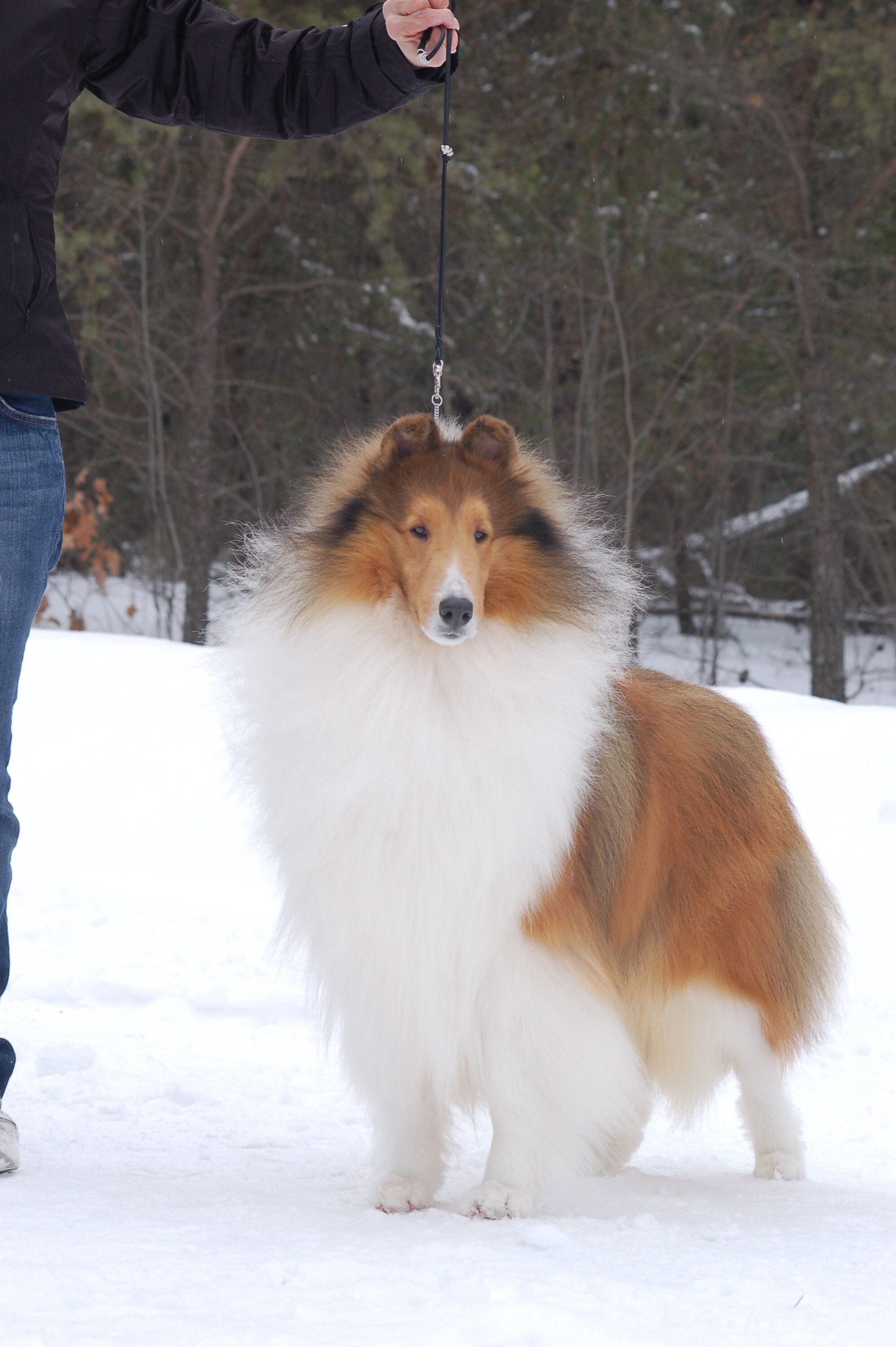 BISS Am./Ger. Ch. Wyndlair Polaris | Wyndlair Collies