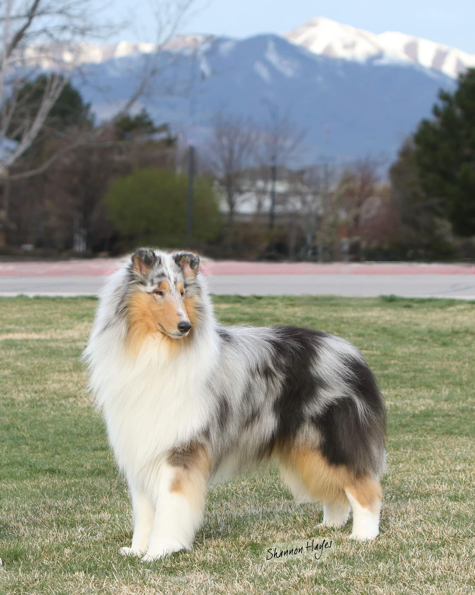 Ch. Fantasy Look To The Stars | Wyndlair Collies