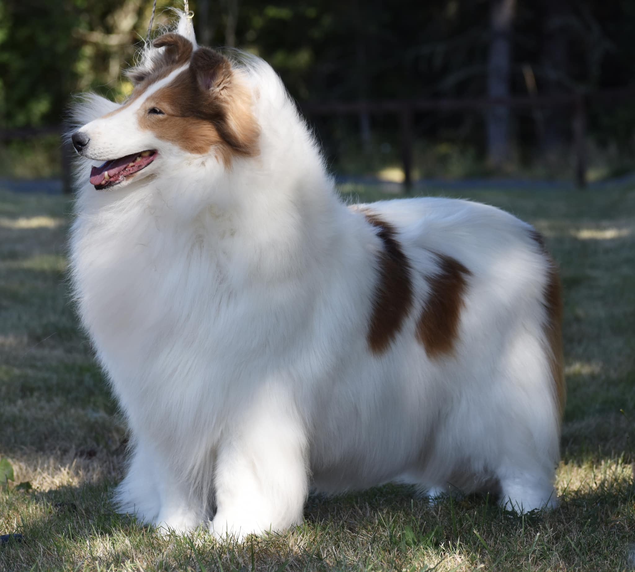 Ch. Aurealis Incandescence, ROM | Wyndlair Collies