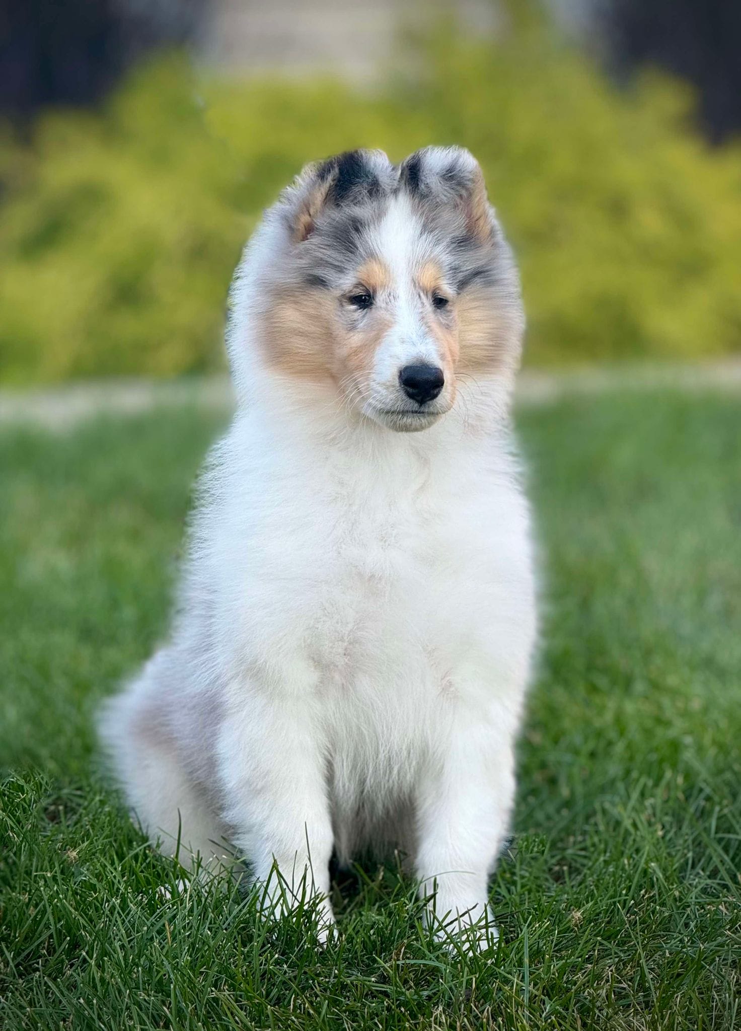 Wyndlair Luminescence | Wyndlair Collies